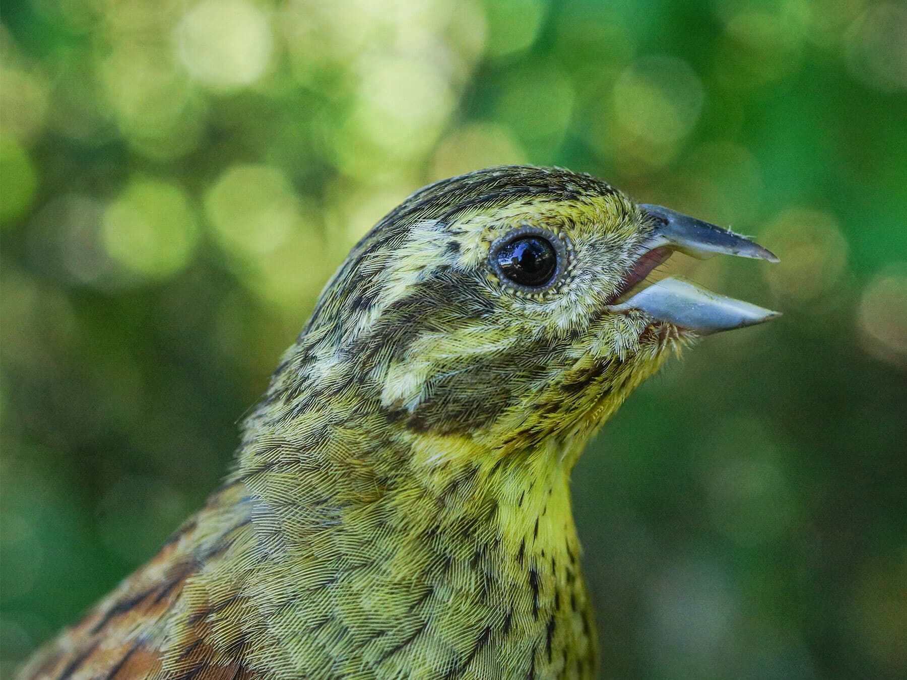 Yellow Birds In The UK (Complete Guide with Pictures) | Birdfact