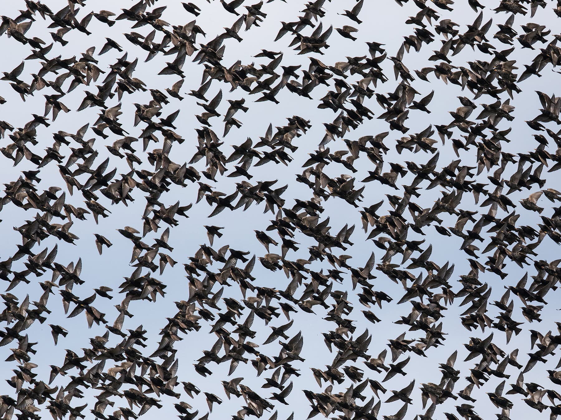 Starling Murmurations: A Complete Guide on this Phenomenon | Birdfact