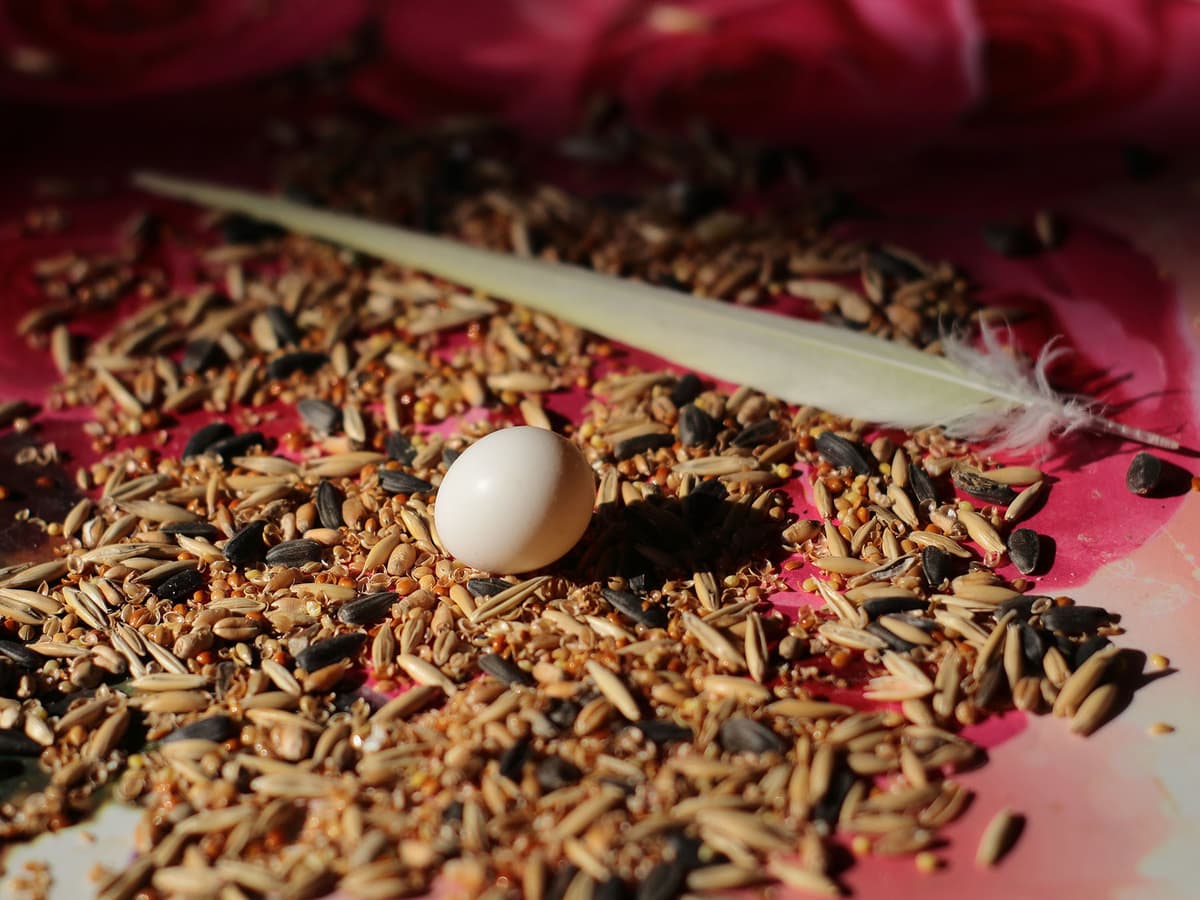 Cockatiel Nesting (Behavior, Eggs + FAQs) | Birdfact