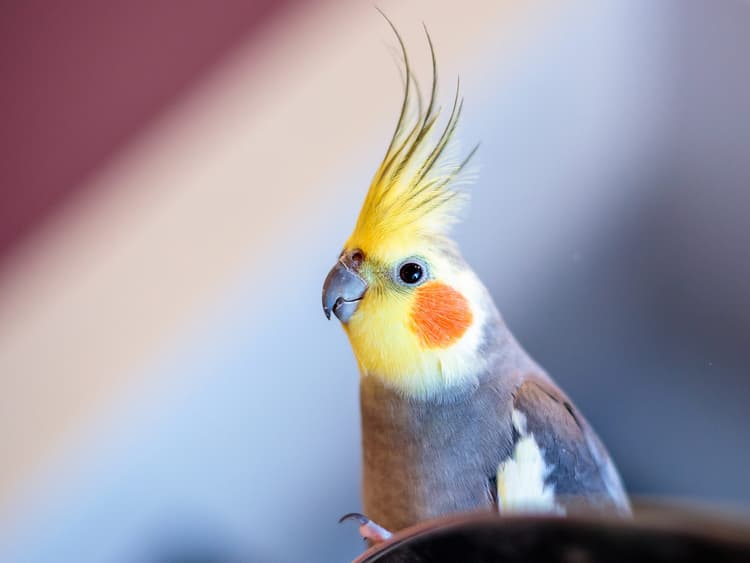 How Long Do Cockatoos Live? (All You Need To Know) | Birdfact