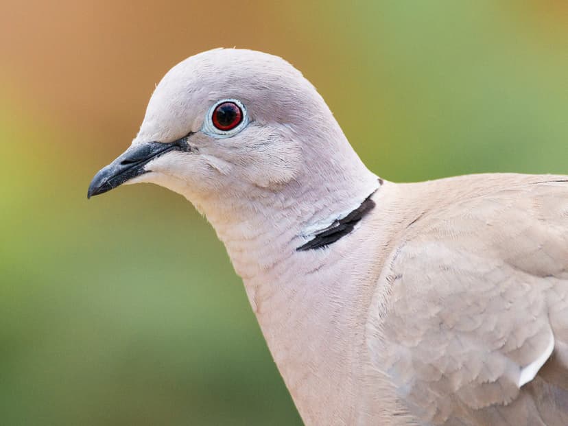 Eurasian Collared Dove | Birdfact