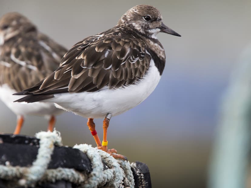 Bird Ringing and Banding: A Complete Guide | Birdfact