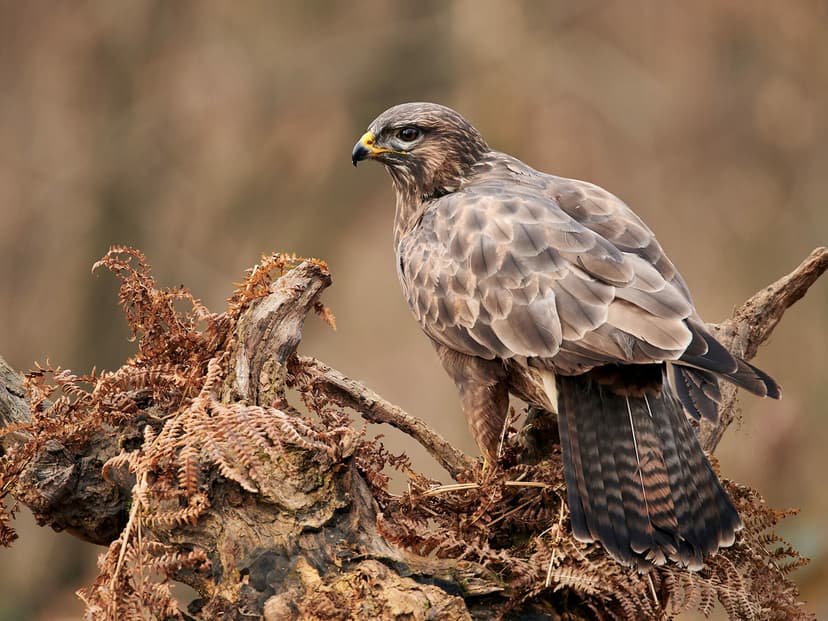 Buzzard | Birdfact