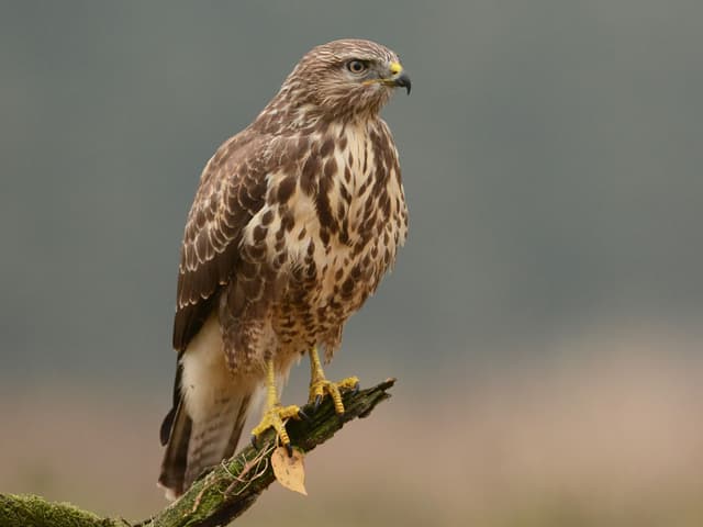Buzzard | Birdfact