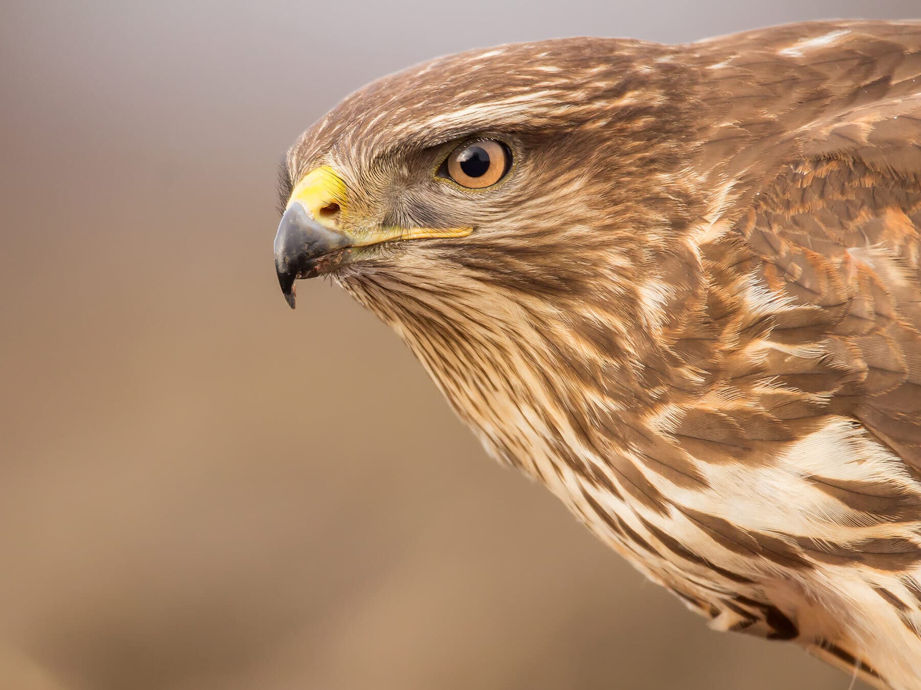 What Do Buzzards Eat? Complete UK Feeding Guide | Birdfact