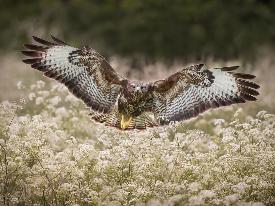Buzzard | Birdfact