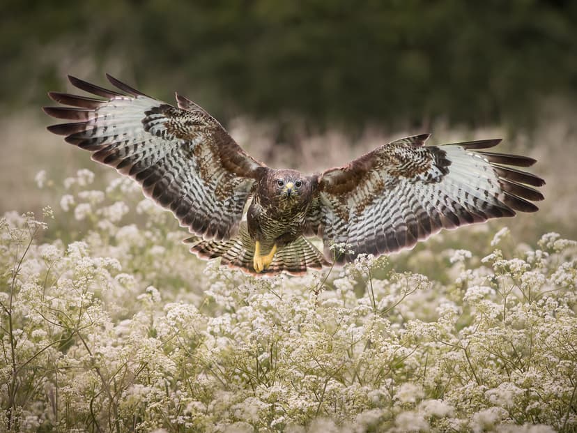 Buzzard | Birdfact
