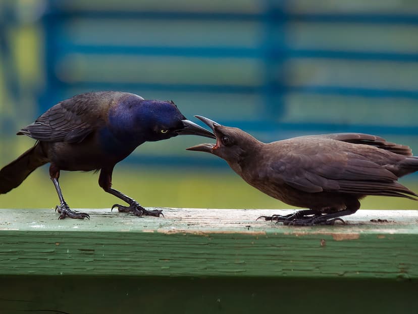 Common Grackle | Birdfact