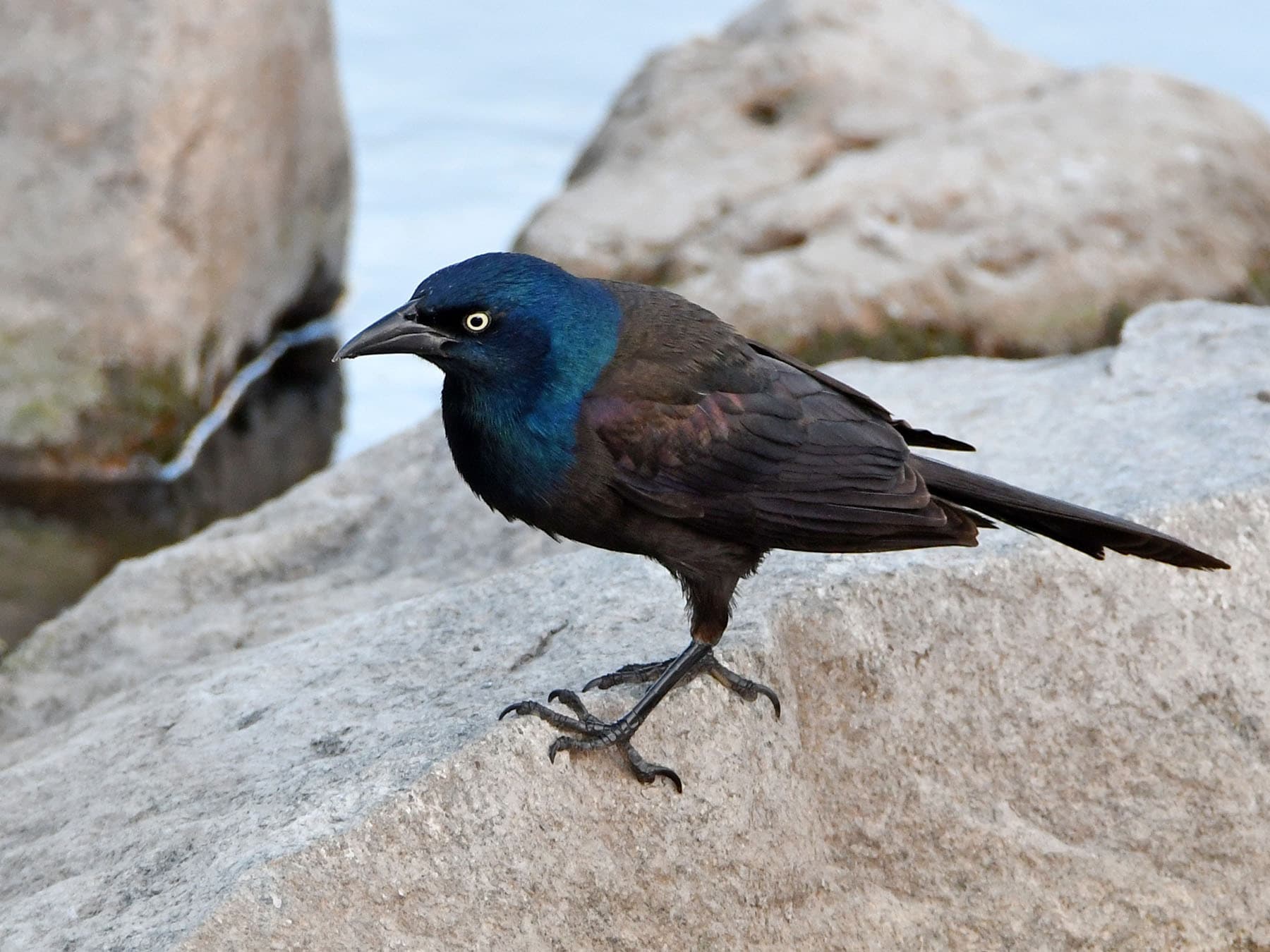 Common Grackle | Birdfact
