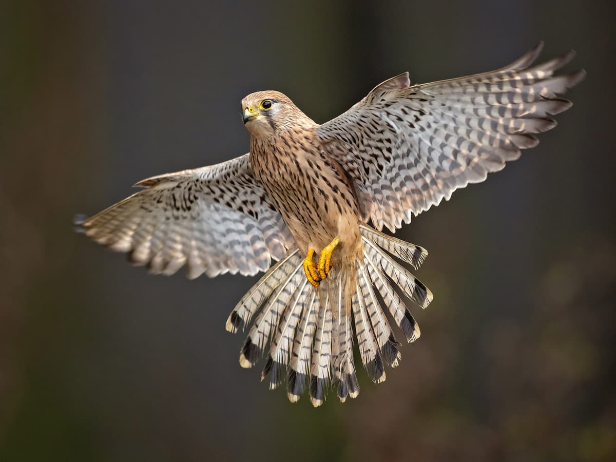 What Do Kestrels Eat? (All You Need To Know) | Birdfact