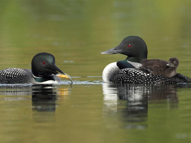 Do Loons Migrate? | Birdfact