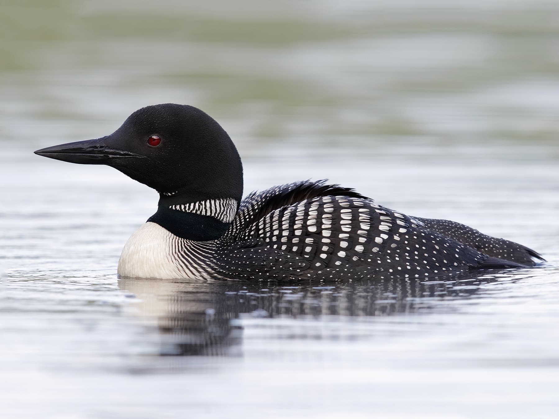 Common Loon | Birdfact