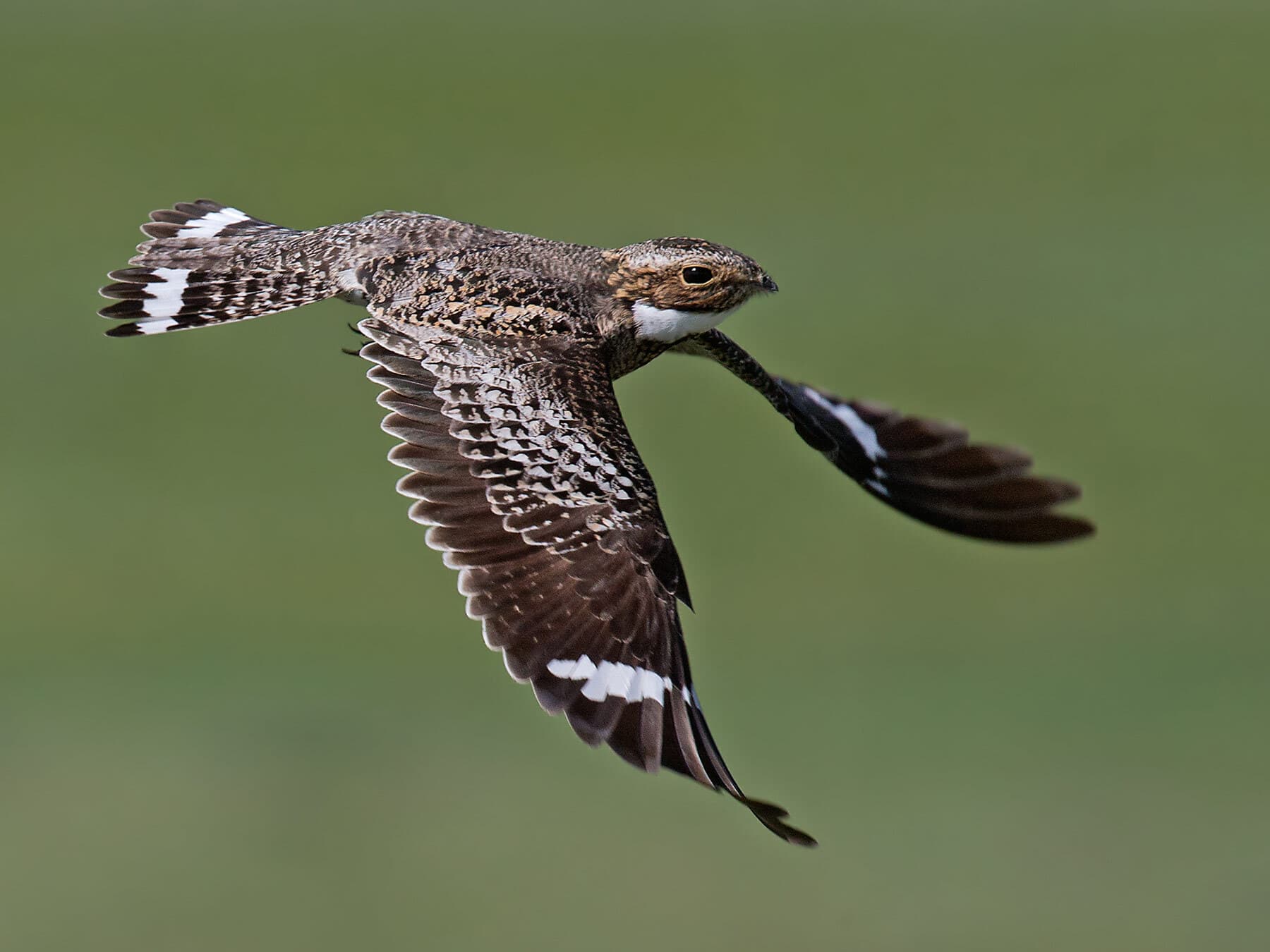 Can Birds See At Night? (All You Need To Know) | Birdfact