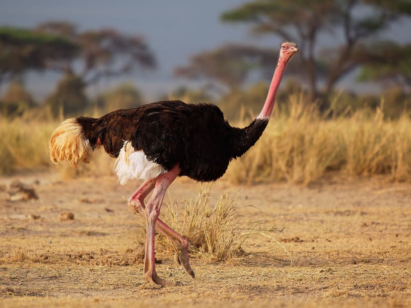 Southern Cassowary | Birdfact