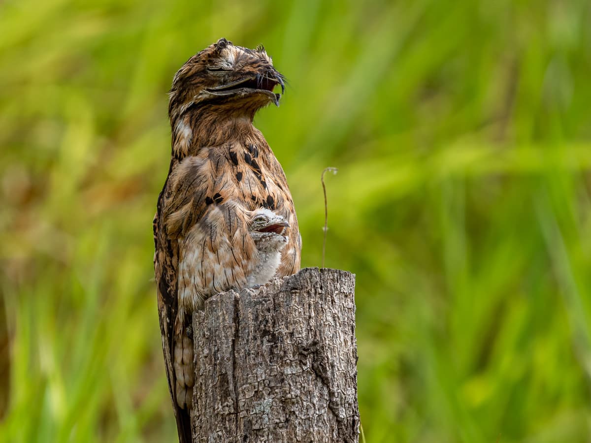 Common Potoo | Birdfact