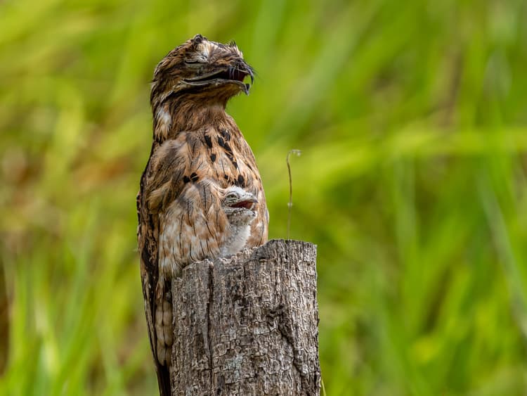 Common Potoo | Birdfact