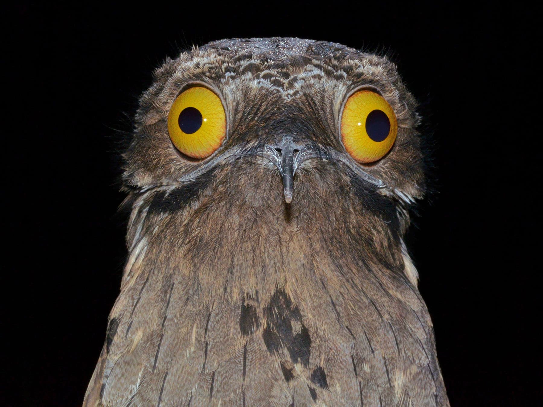 Common Potoo | Birdfact