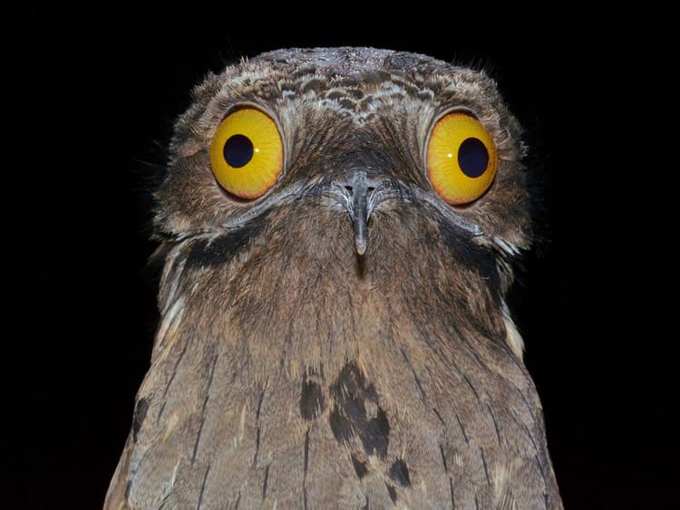 Common Potoo | Birdfact