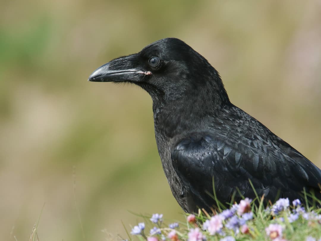 Raven Nesting (Behavior, Eggs + Location) | Birdfact