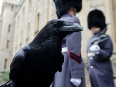 Common Raven | Birdfact