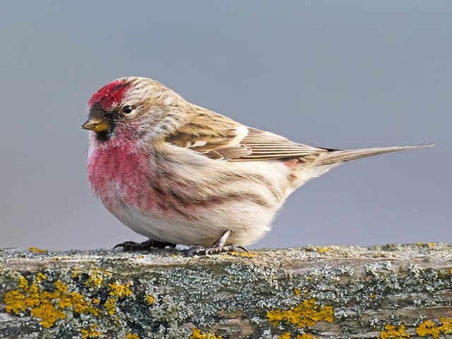 Common Redpoll | Birdfact