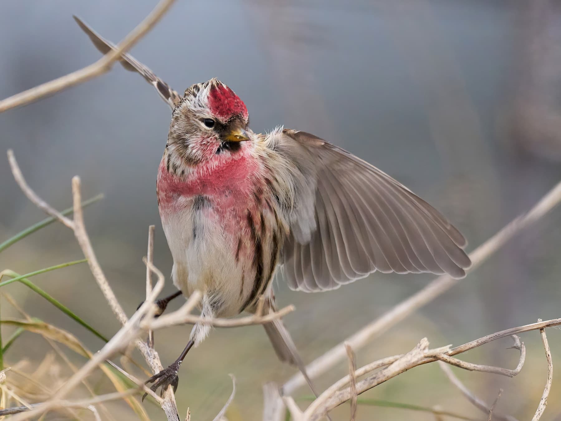 Common Redpoll | Birdfact