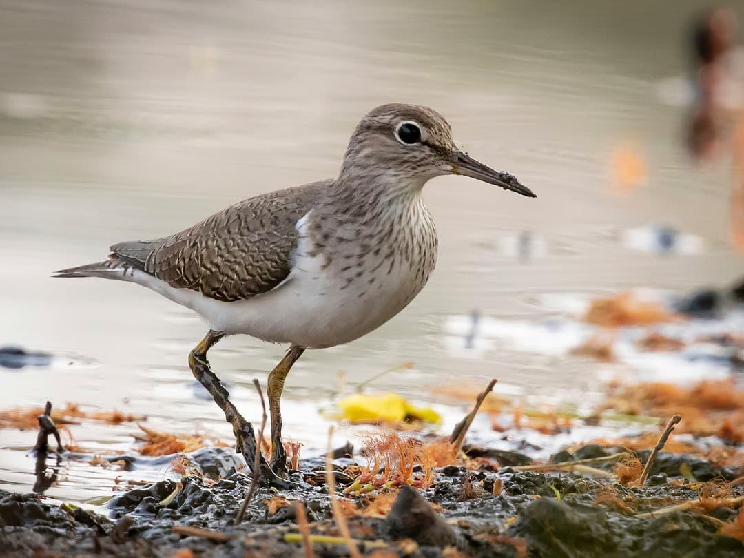 Common Sandpiper | Birdfact
