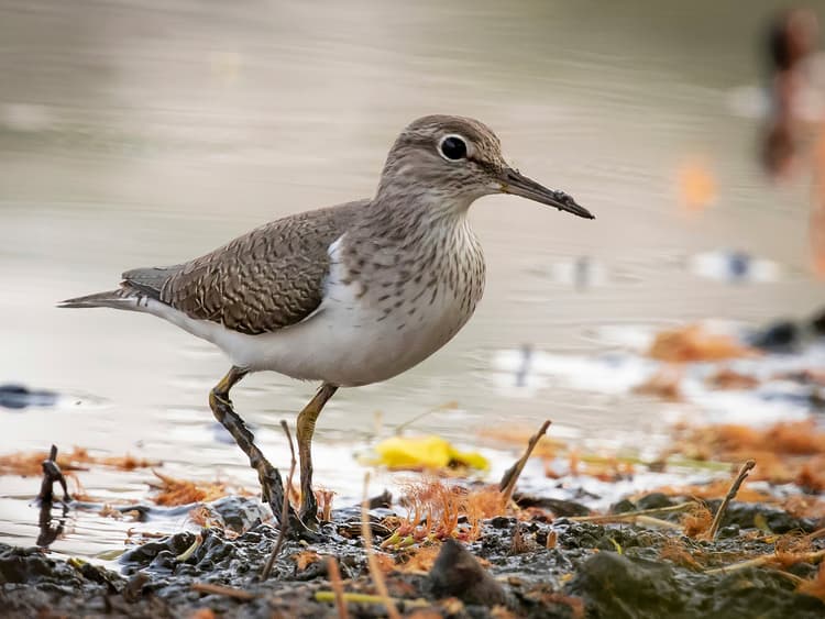 Common Sandpiper | Birdfact