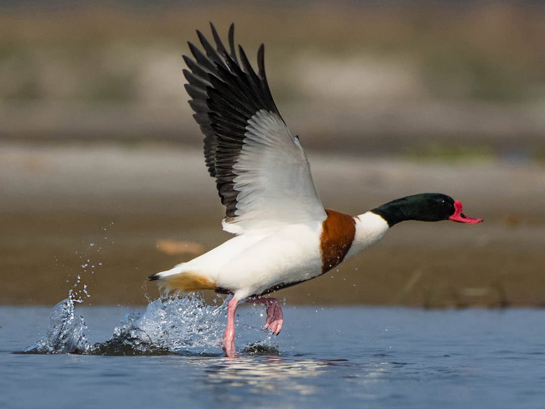 Do Ducks Migrate (All You Need To Know) | Birdfact