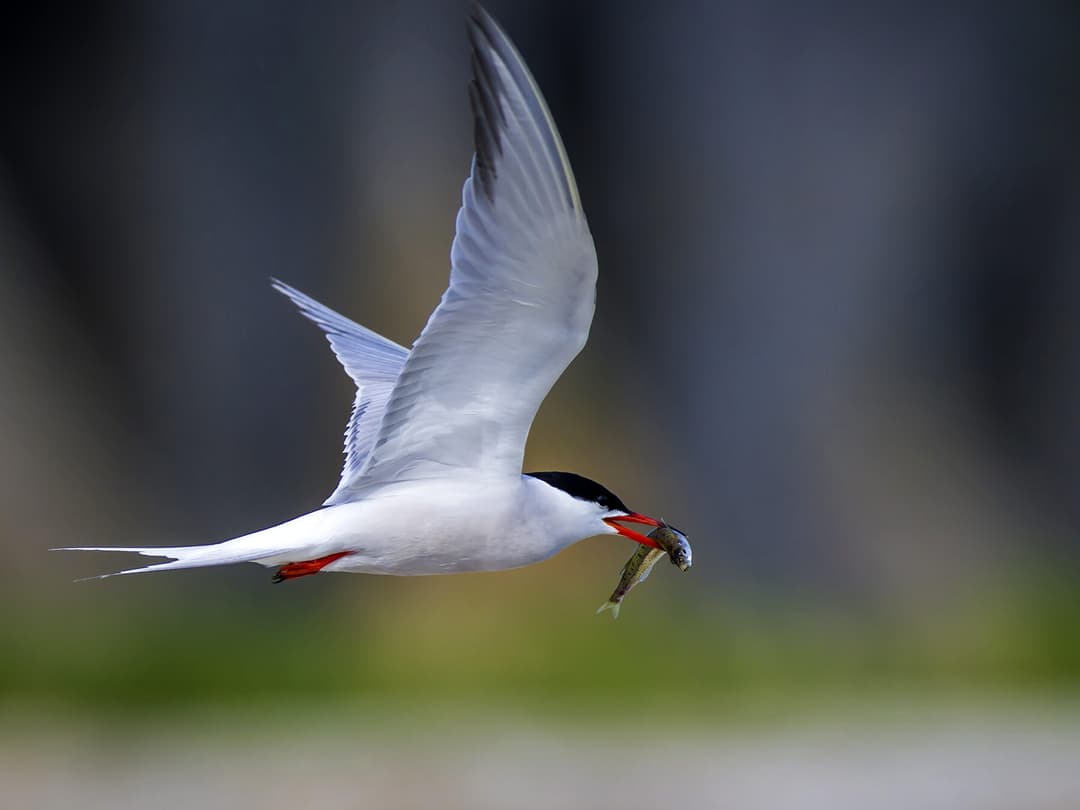 Common Tern | Birdfact