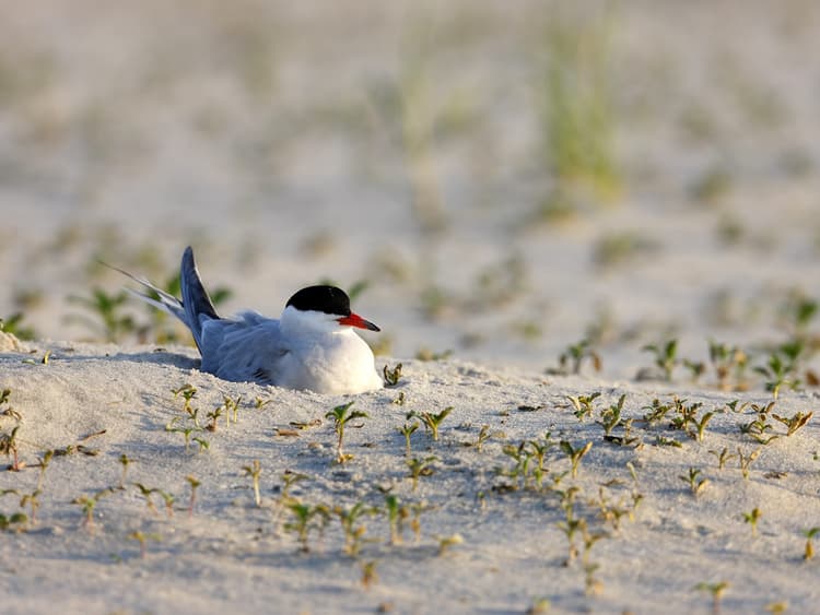 Common Tern | Birdfact