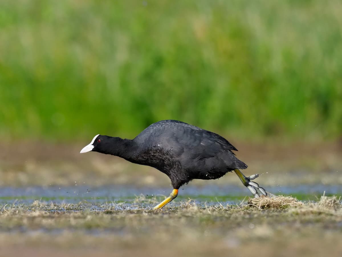 Coot | Birdfact
