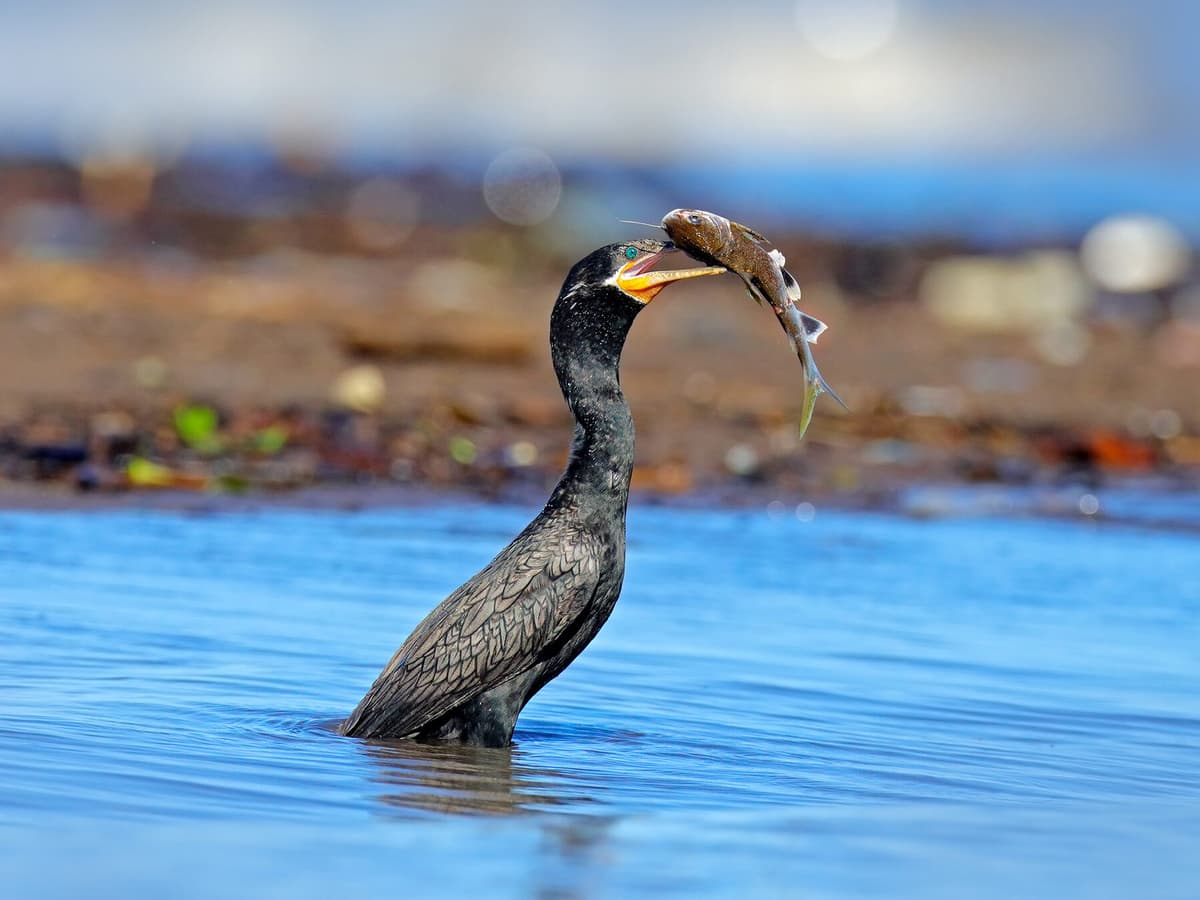 What Do Cormorants Eat? (Complete Guide) | Birdfact