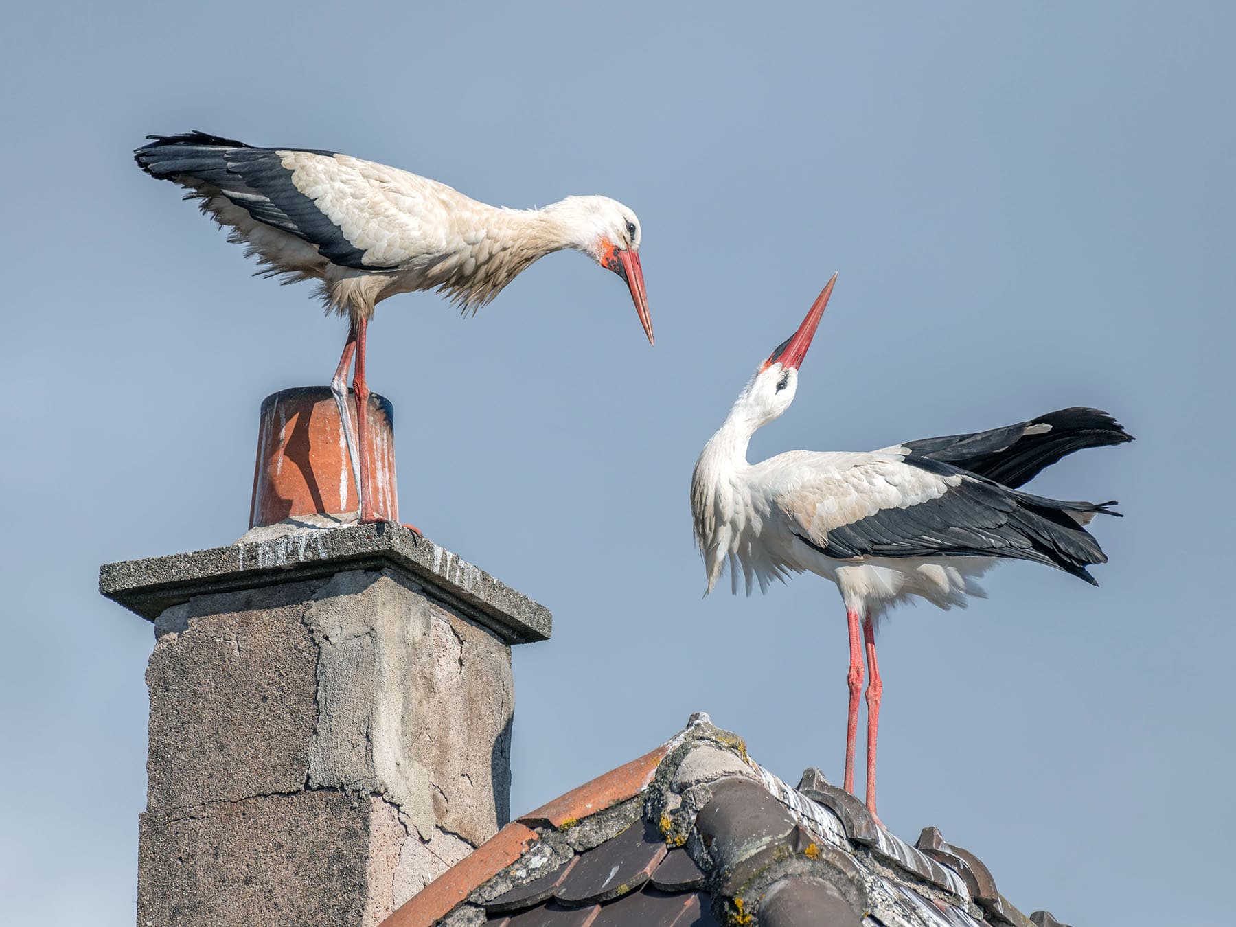 courtship displays | Birdfact