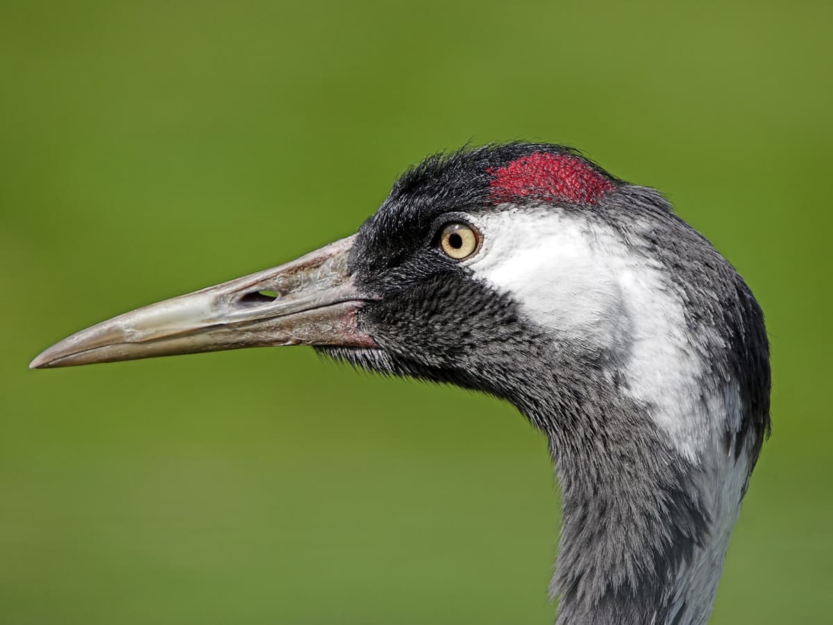 Common Crane | Birdfact