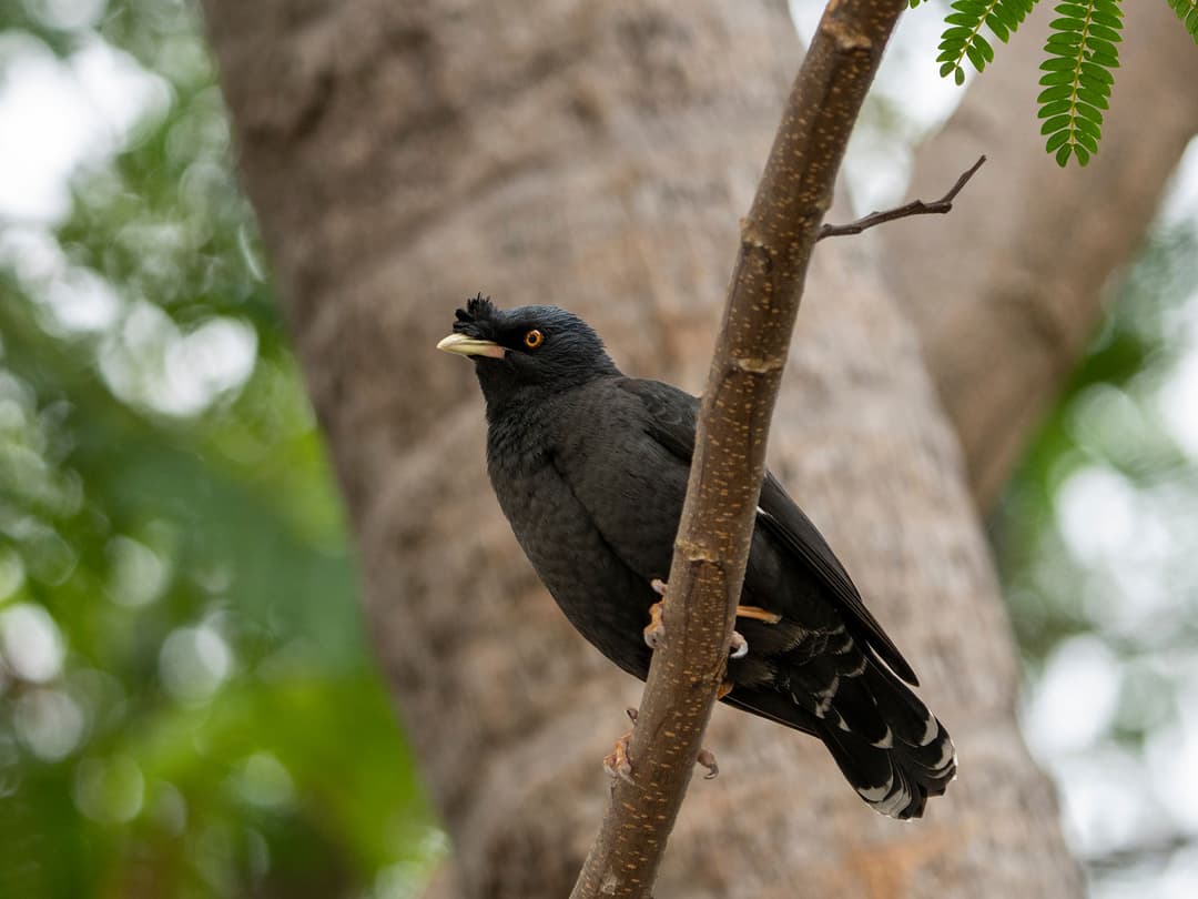 Crested Myna | Birdfact