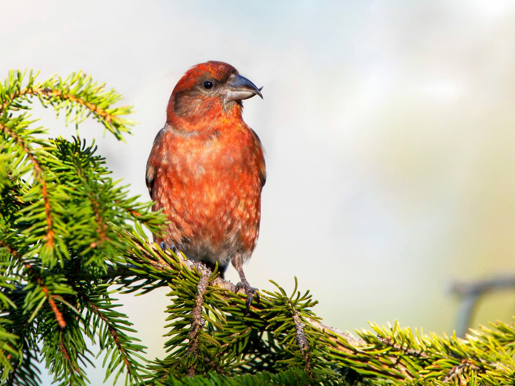 Red Crossbill | Birdfact
