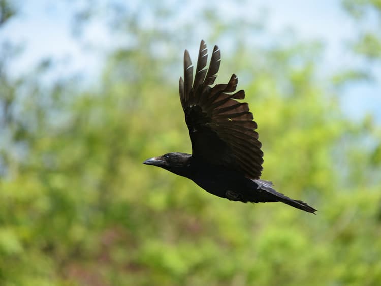 Do Crows Like Shiny Things? (What About Magpies + Myths Debunked ...