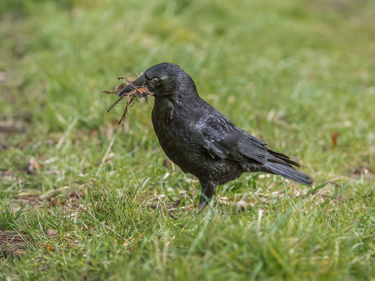 Crow Nesting (Behavior, Location, Eggs + FAQs) | Birdfact