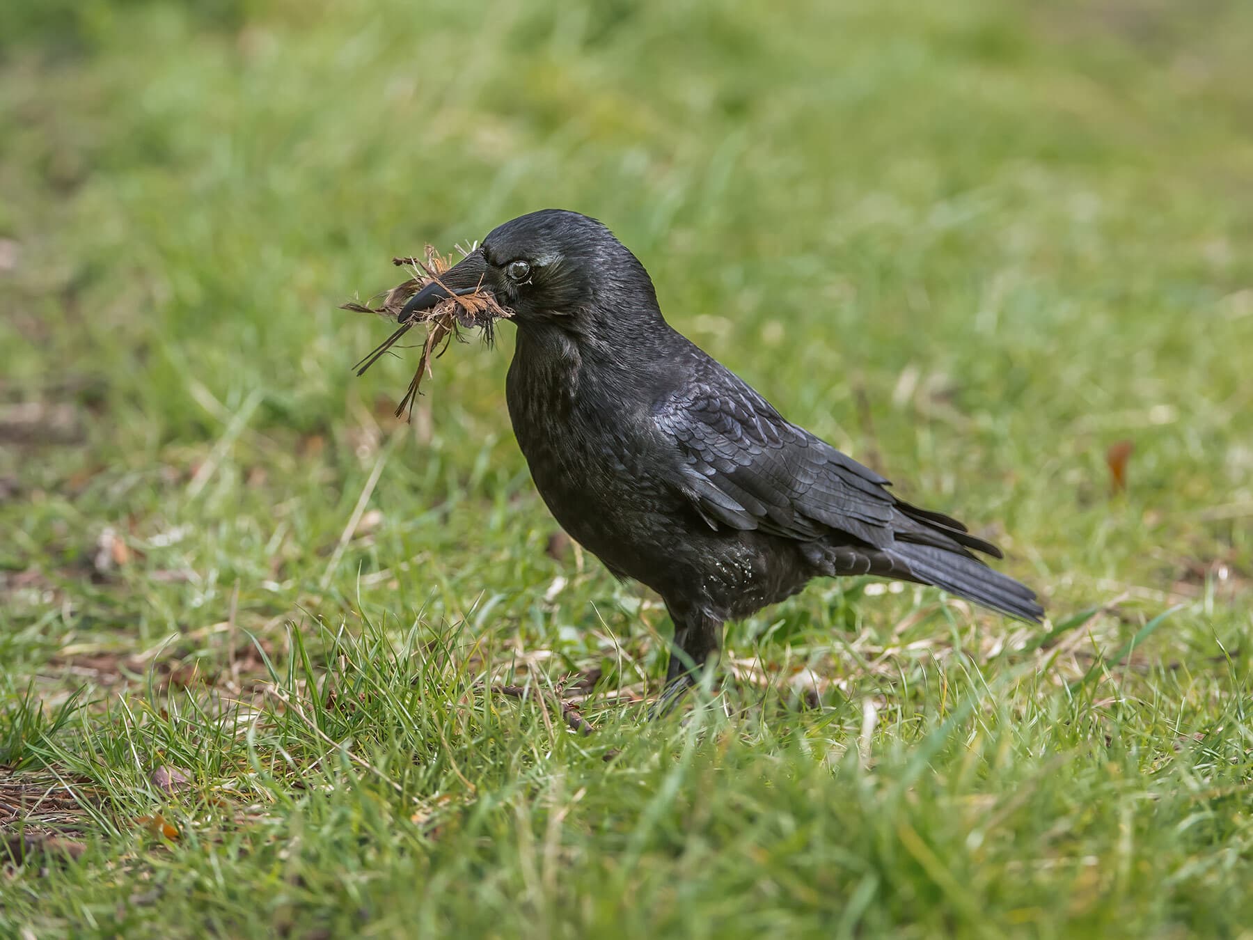Crow Nesting (Behavior, Location, Eggs + FAQs) | Birdfact