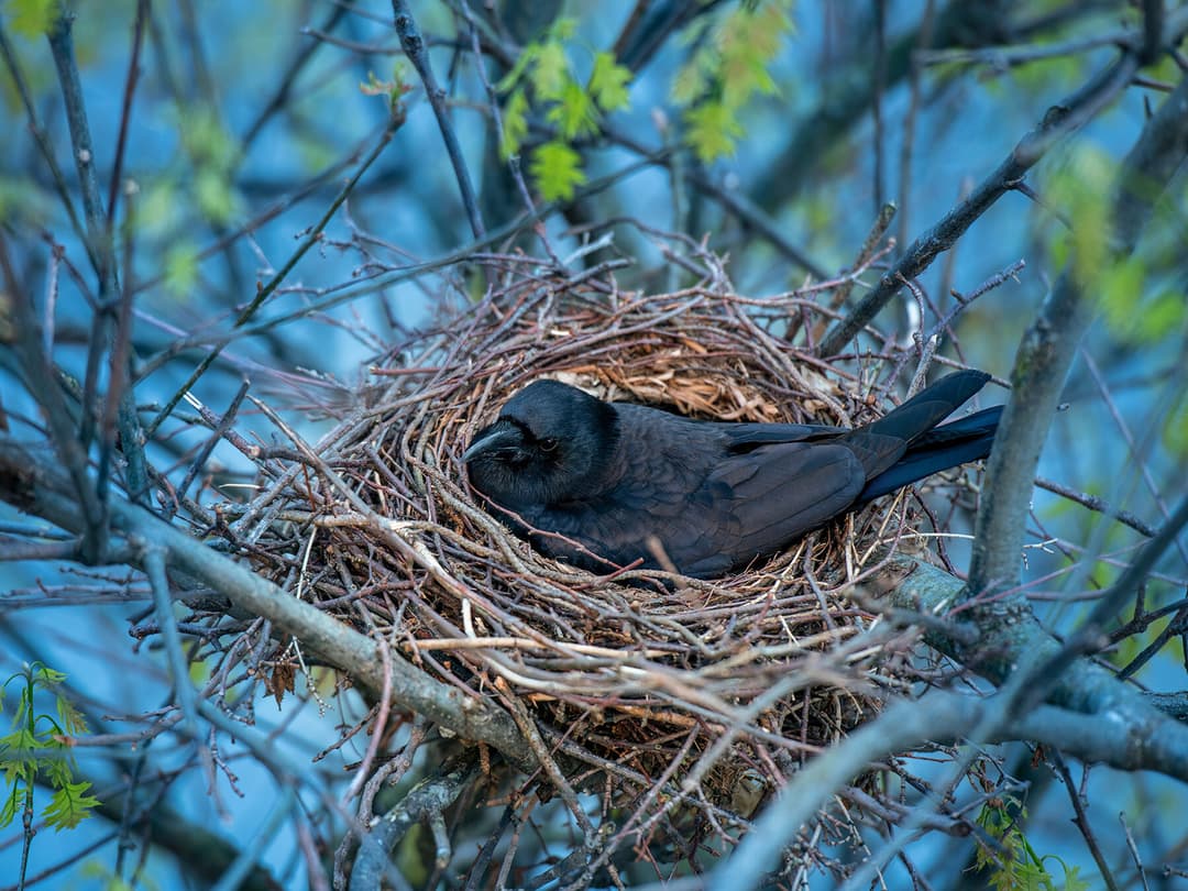 Crow Nesting (Behavior, Location, Eggs + FAQs) | Birdfact