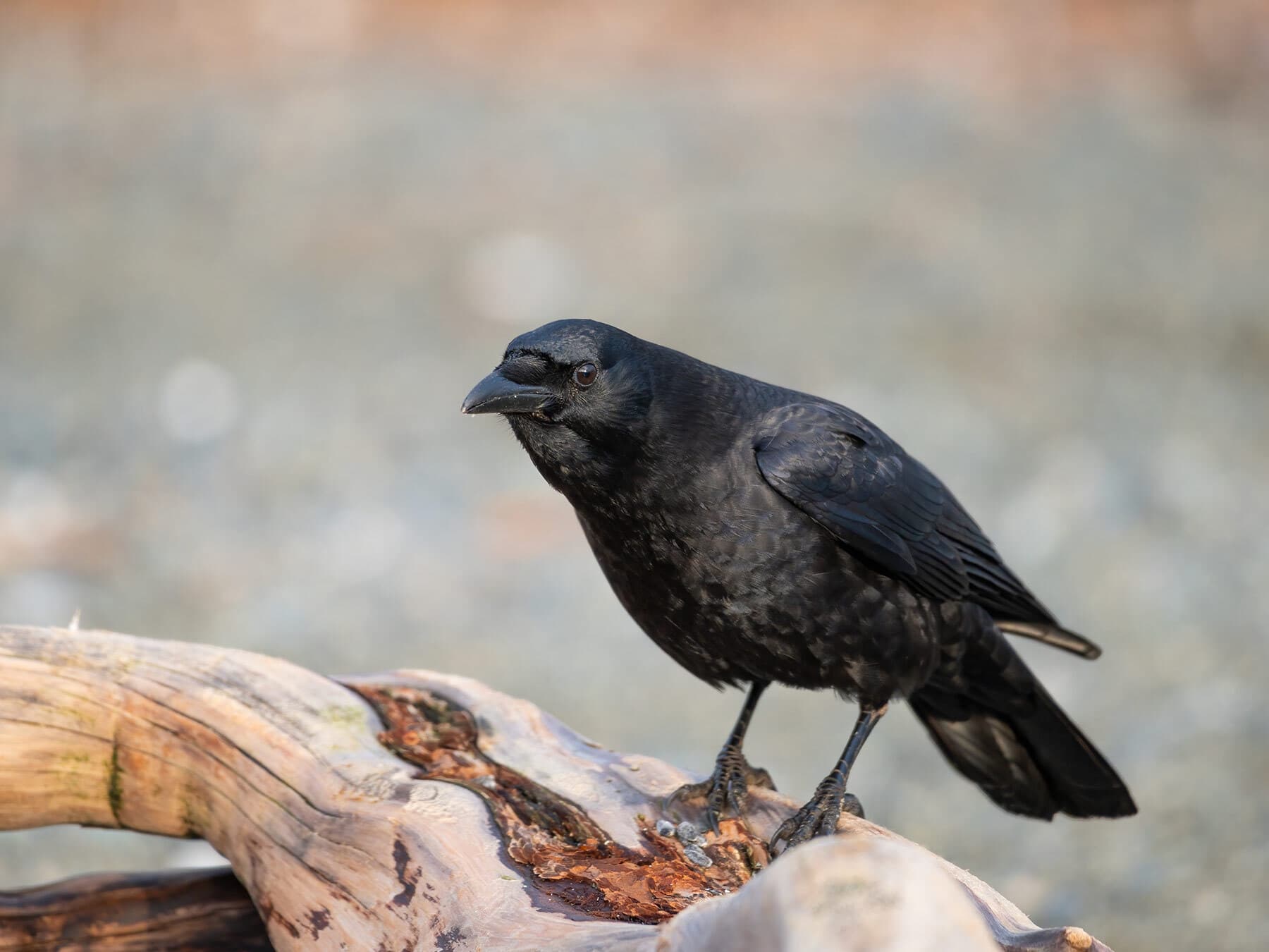 Do Crows Like Shiny Things? (What About Magpies + Myths Debunked ...