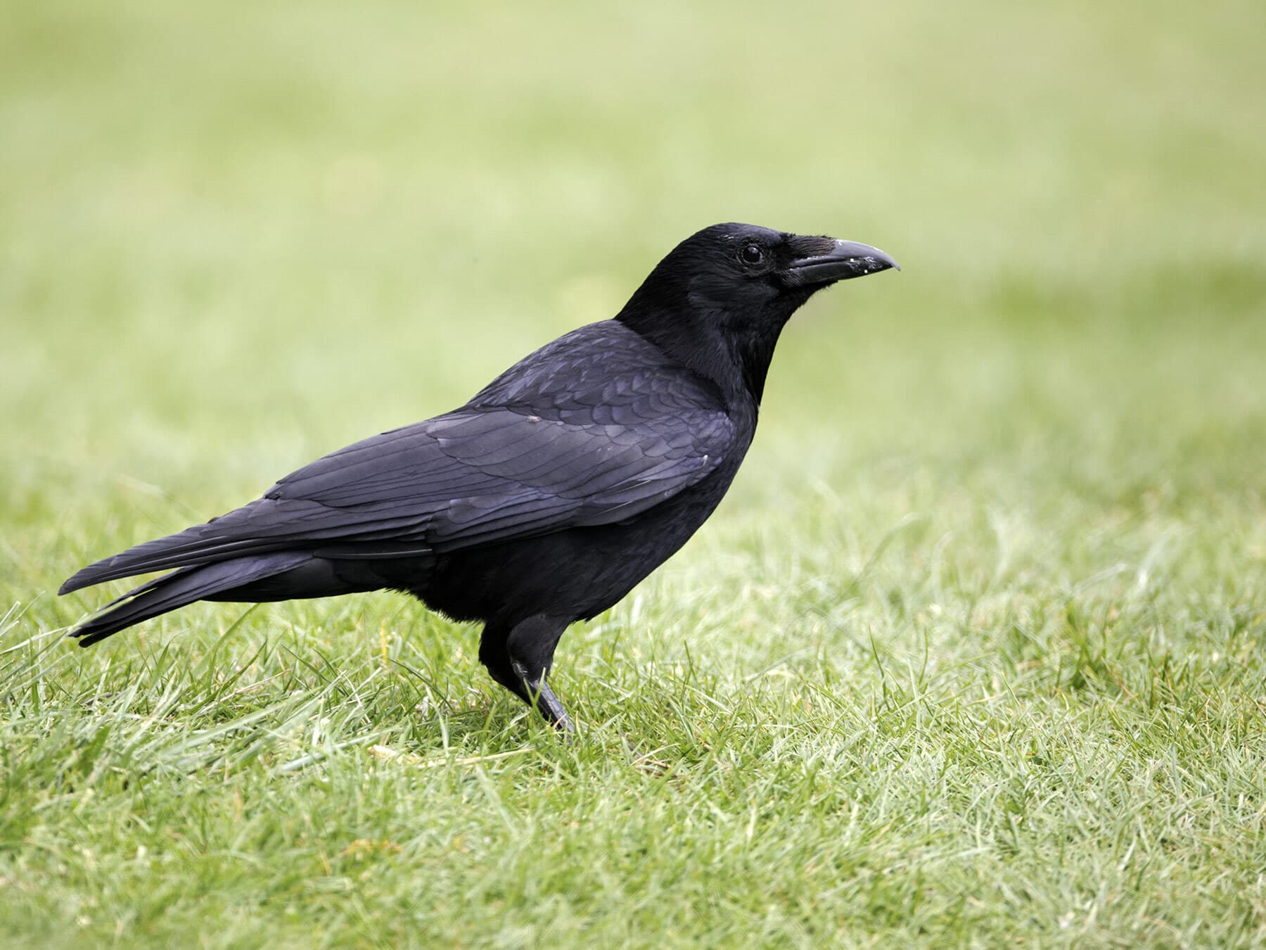 Crows in the UK: Complete Guide to 8 Species | Birdfact