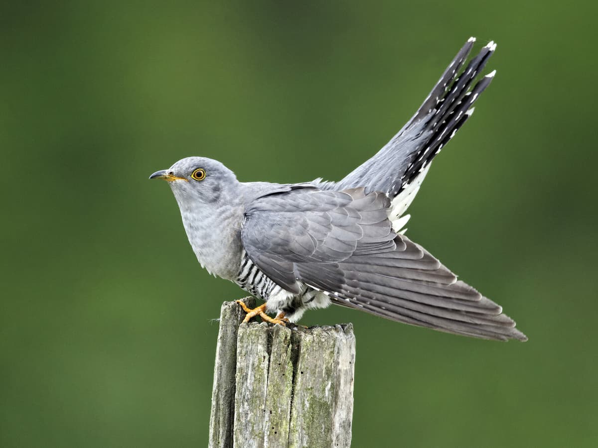 Cuckoo | Birdfact