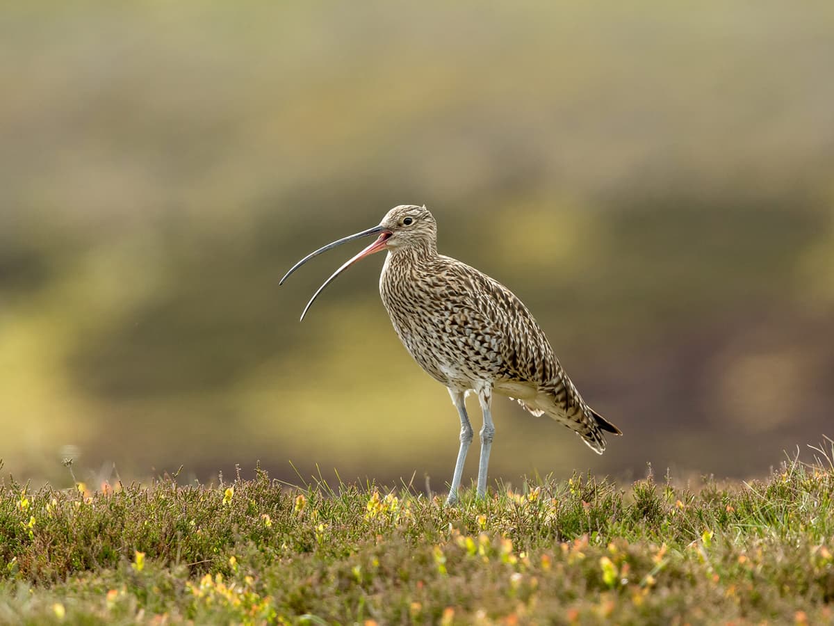 Curlew | Birdfact