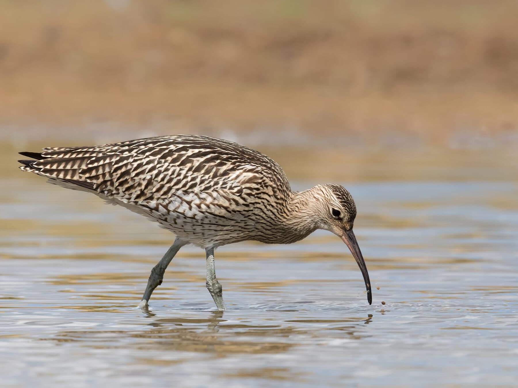 Curlew | Birdfact