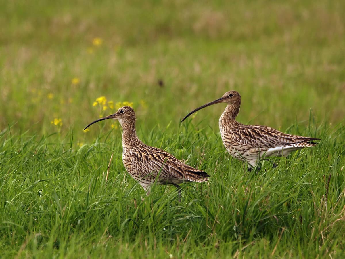 Curlew | Birdfact