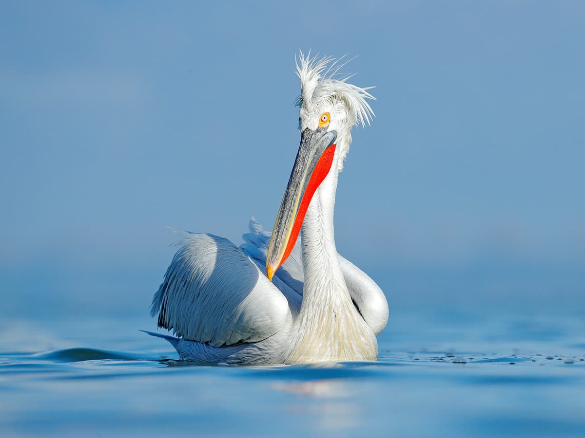 What Do Pelicans Eat? (Complete Guide) | Birdfact