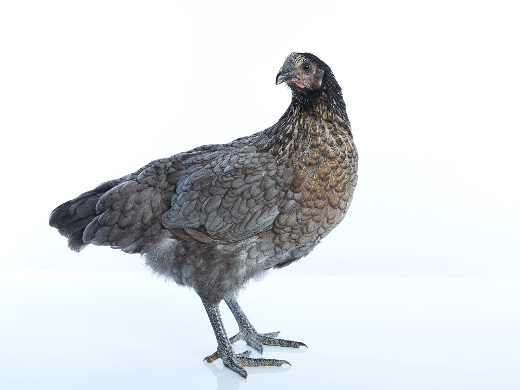US State Birds — Interactive Guide | Birdfact