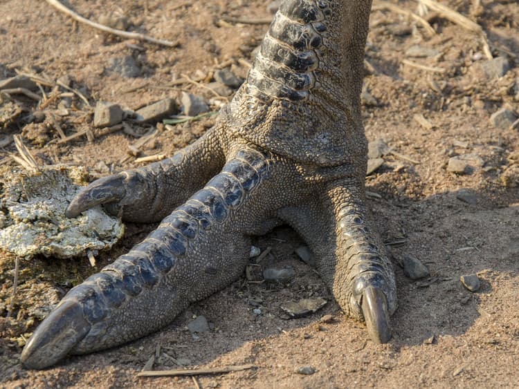 different types of feet and their functions | Birdfact